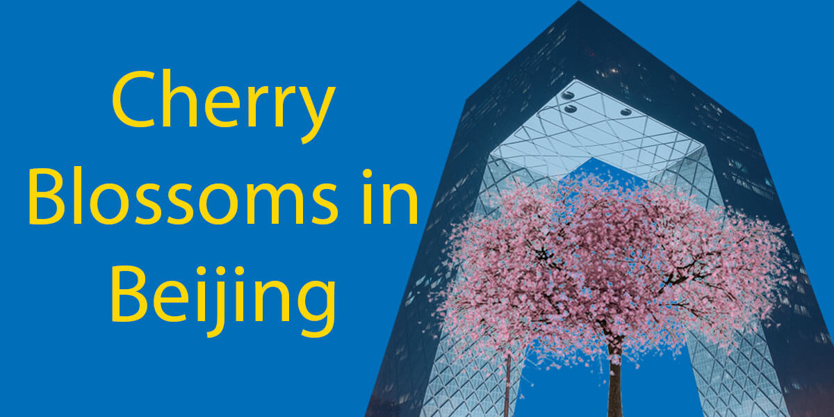 Cherry Blossoms in Beijing🌸 | 9 Of The Best for 2024