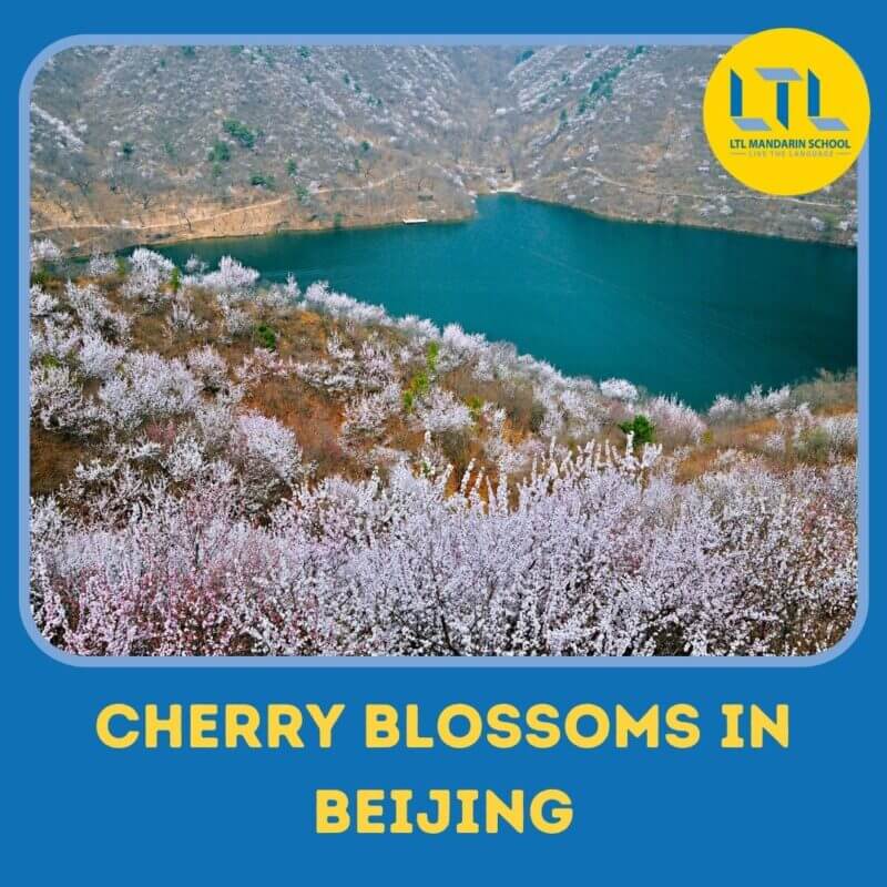 Cherry Blossoms in Beijing🌸 | 9 Of The Best for 2022
