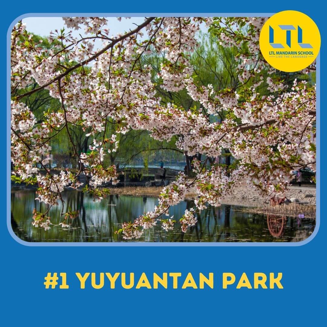 Cherry Blossoms in Beijing🌸 | 9 Of The Best for 2024